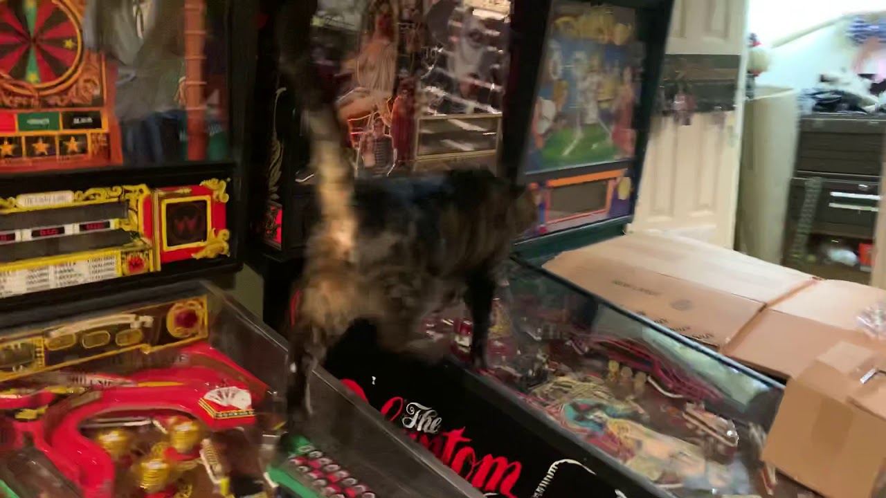 Pinball cat - YouTube