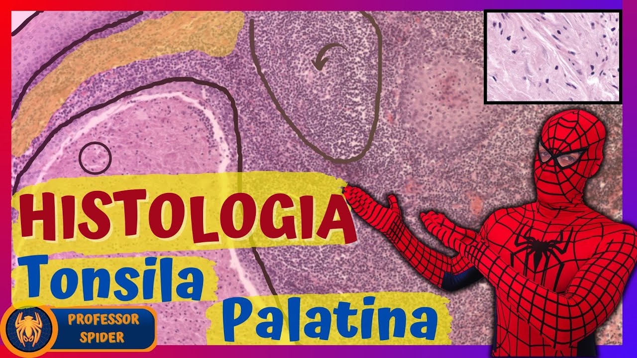 Aula Prática de Histologia da Tonsila Palatina | Histology Guide ...