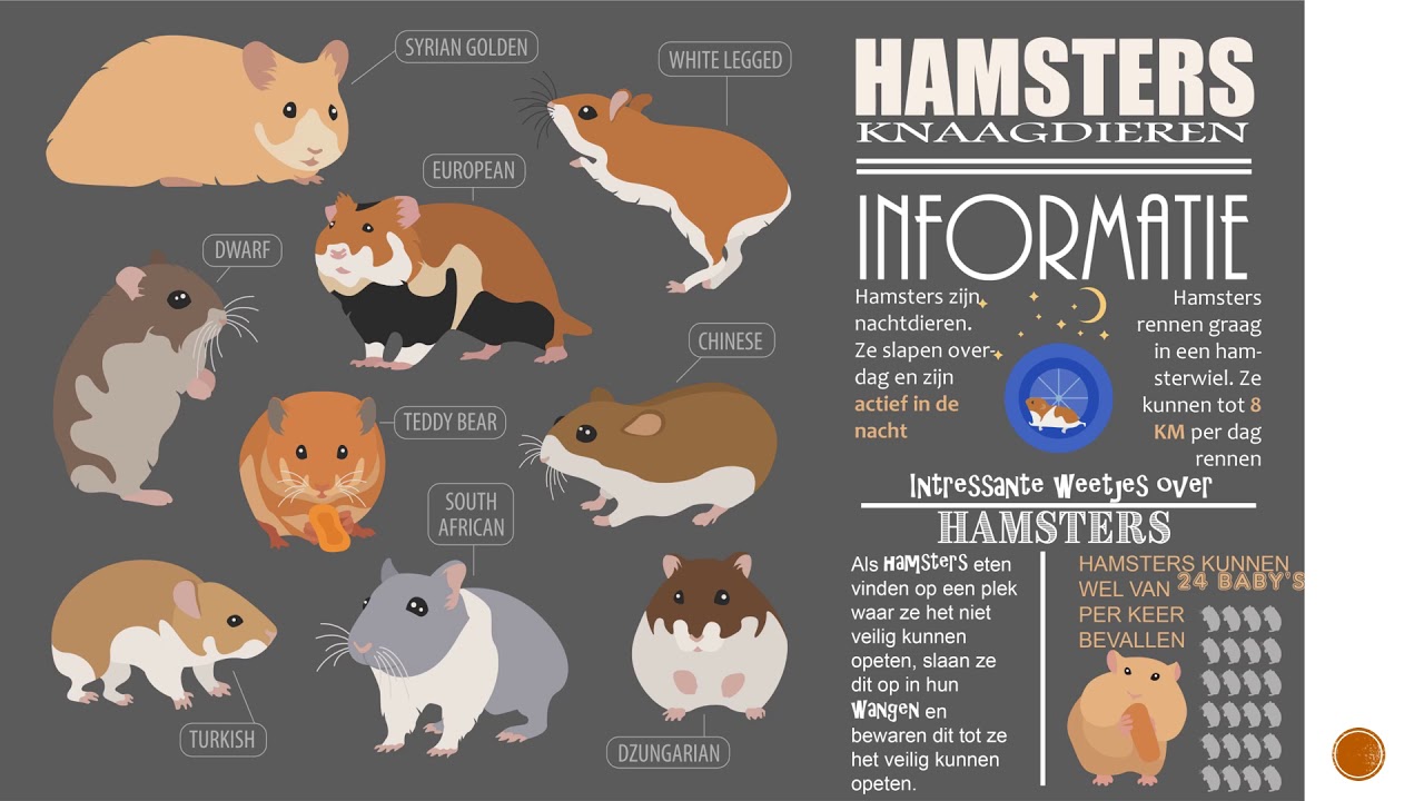 Hamster spreekbeurt - YouTube