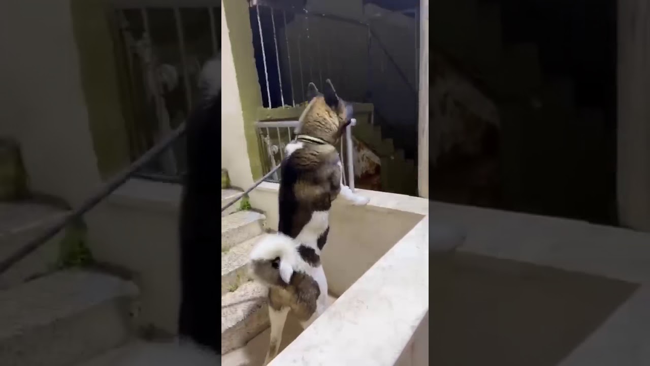 american akita gets angry - YouTube