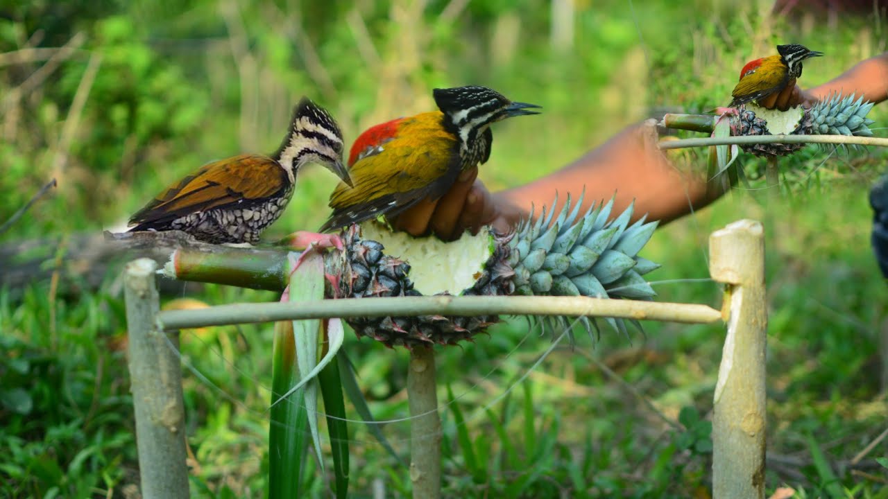cara inilah paling mudah jerat semua jenis burung//semua burung - YouTube