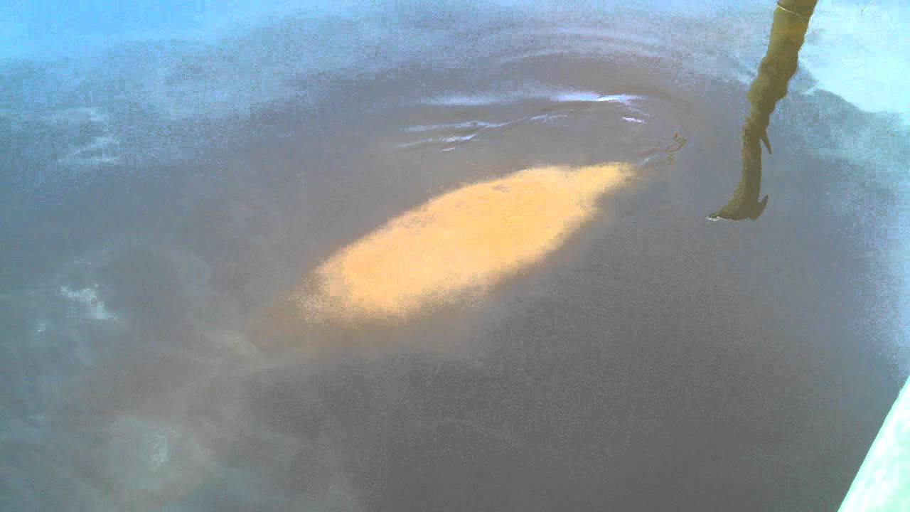 Manatee at The Shrimp Boat in Panama City 2 - YouTube