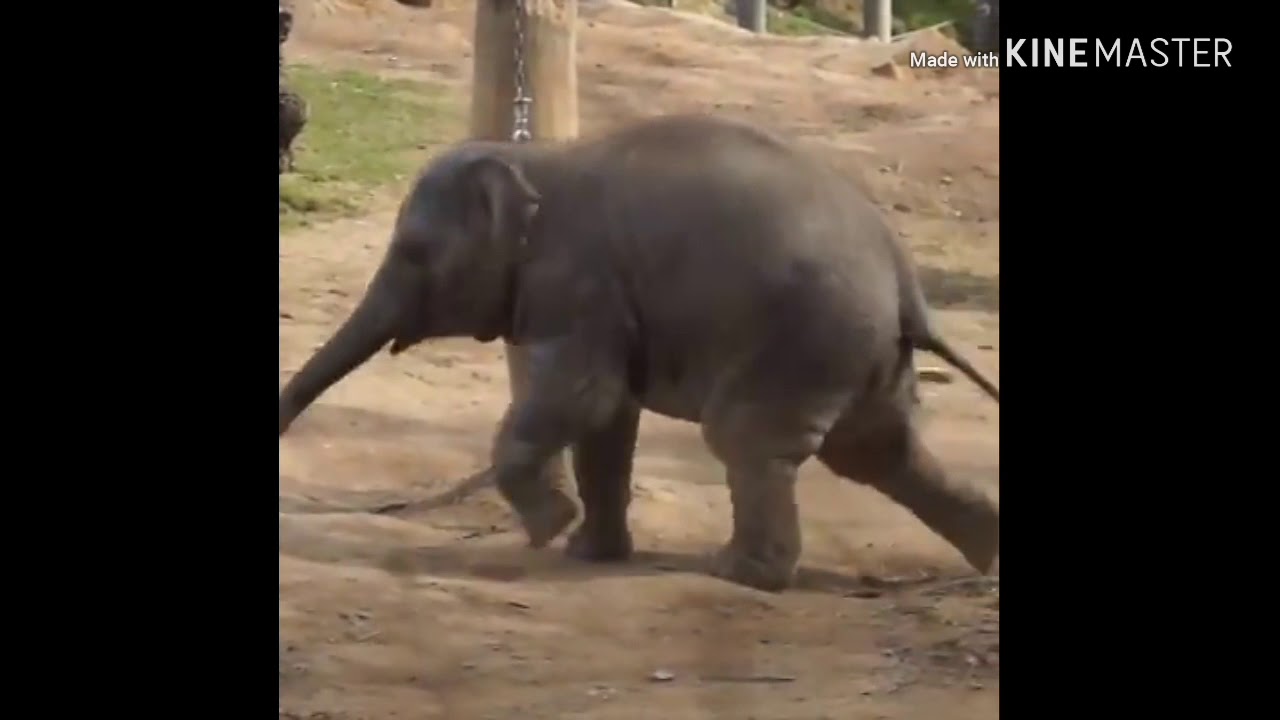 //MAN VS ELEPHANT ENJOYED MOVEMENT// - YouTube