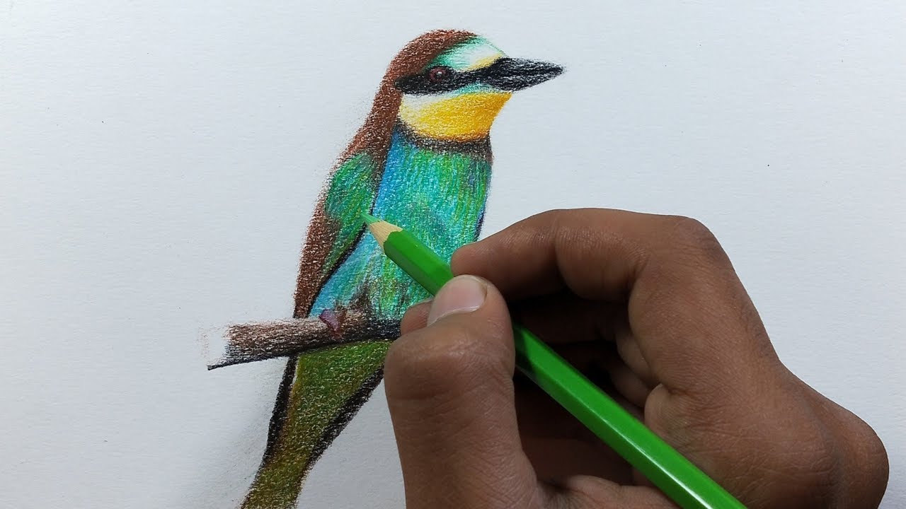 Drawing European Bee-Eater | Time-Lapse || By #Artials - YouTube