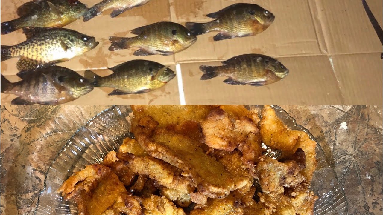 Panfish CATCH CLEAN COOK! (How to Fillet a Bluegill) - YouTube