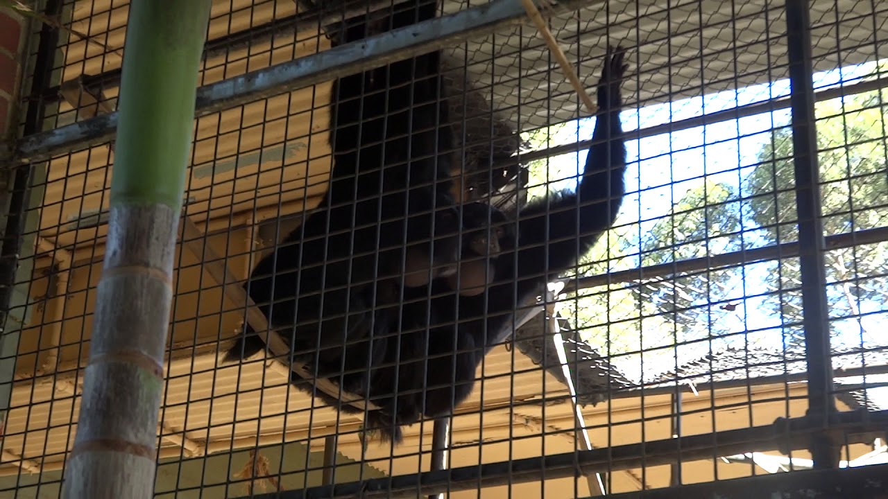 Australians iconic aussie singing monkeys, Gibbons, Adelaide Zoo ...