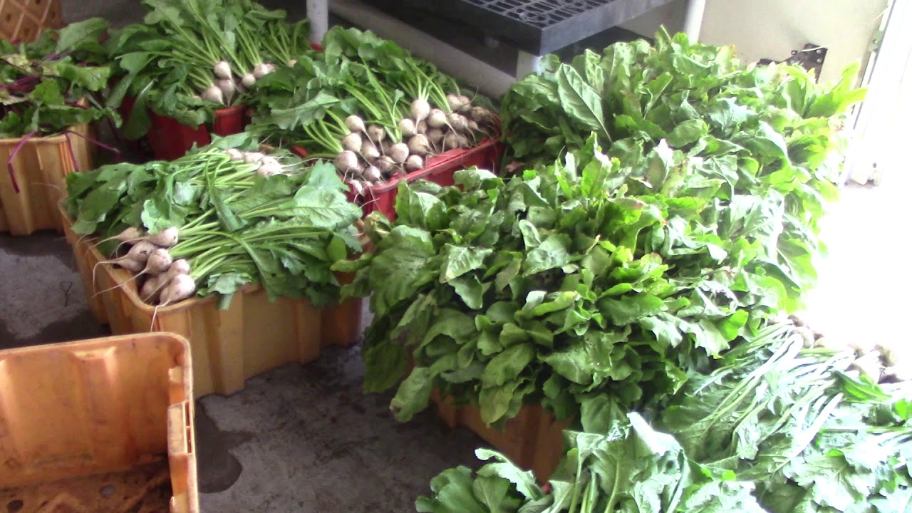 Verrill Farms Concord Ma. - YouTube