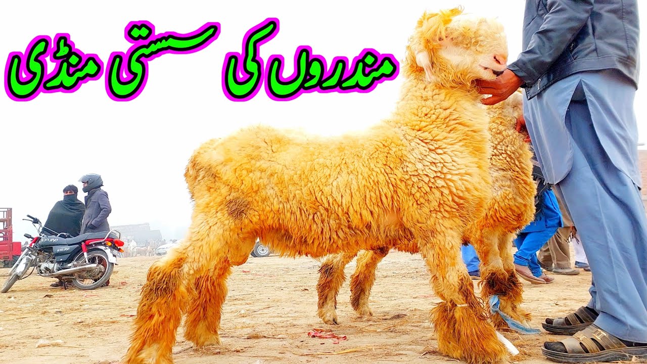 mundra chatra mandi 03314765253 Mundra goat farm , Jan 10. 2022 - YouTube