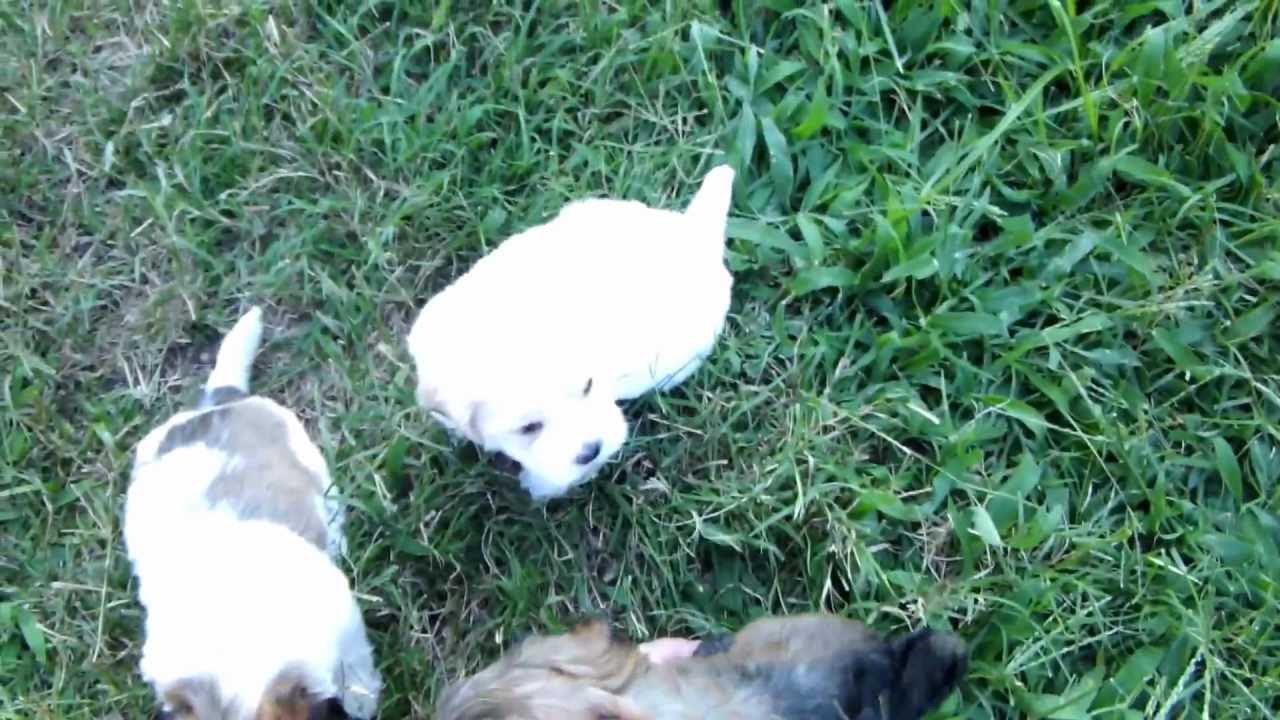 20120517 Bouncing Puppies. Havanese puppies for sale 2012 - YouTube