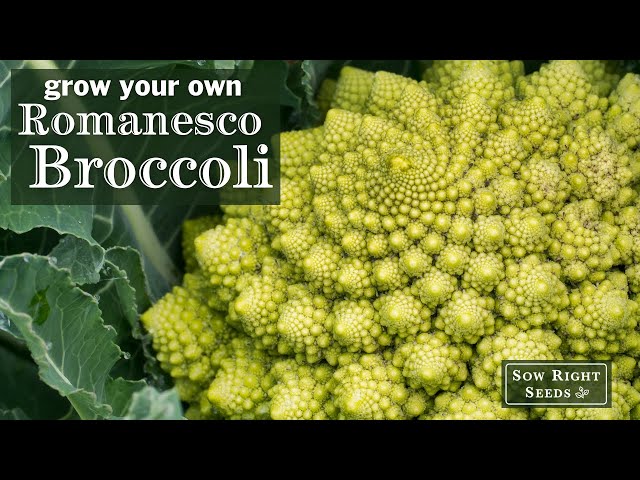 Growing Romanesco Broccoli
