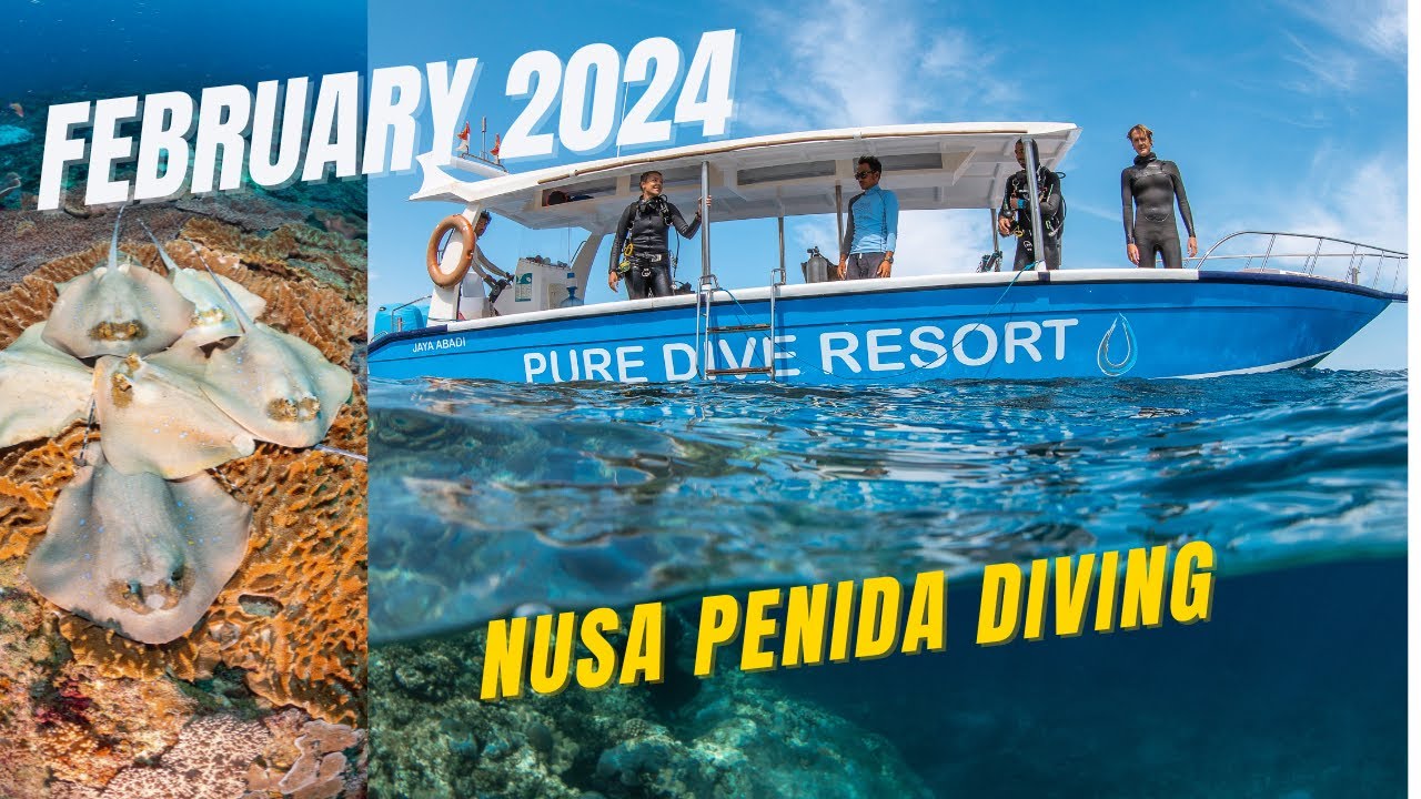 Epic Underwater Safari at Nusa Penida: Swim with Manta Rays & More ...