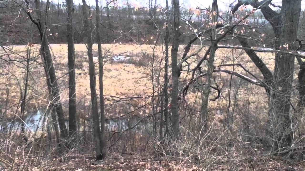Spring bird songs at Lake Keesus - YouTube