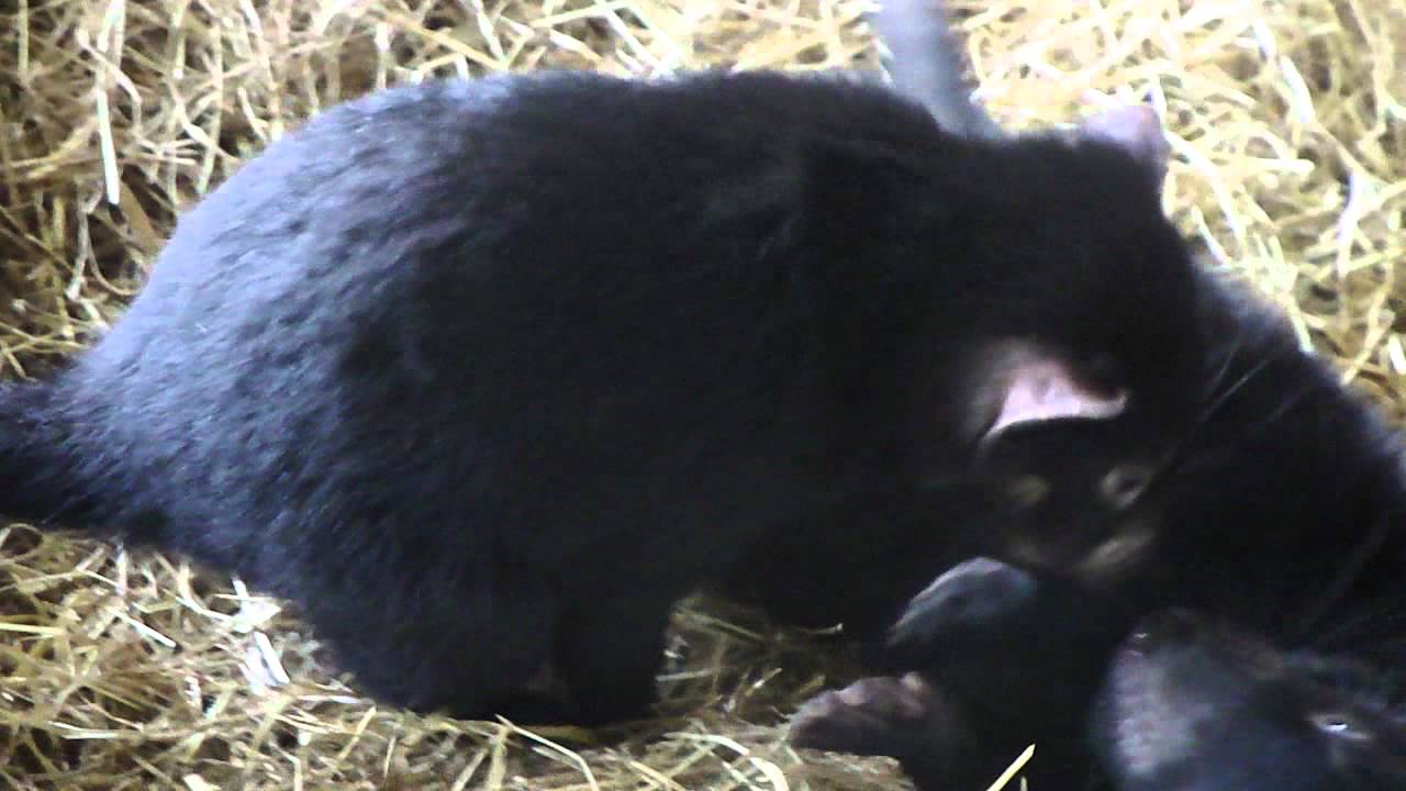Baby Tasmanian Devil pups. - YouTube