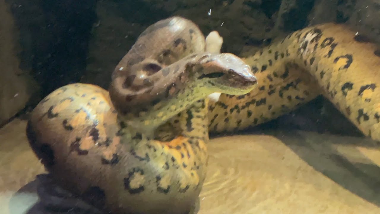 🔴 LIVE at the ZOO: Green Anaconda - YouTube