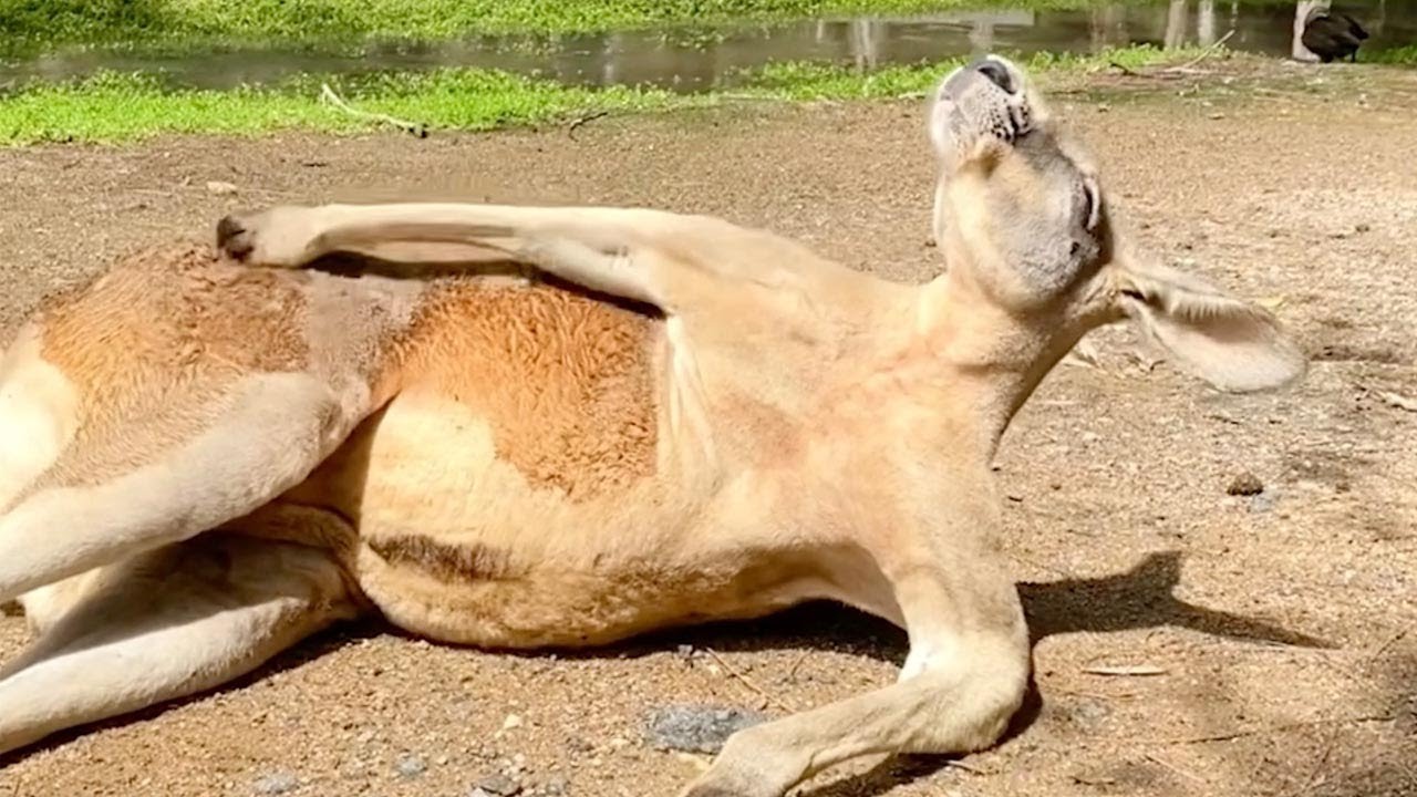 Relaxed Kangaroos Has A Scratch In The Sunshine - YouTube