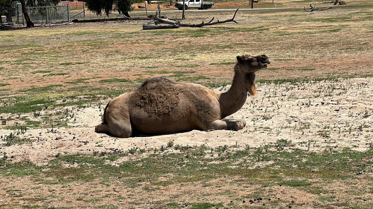 Camel at Werribee Open Range Zoo, Melbourne Australia - YouTube