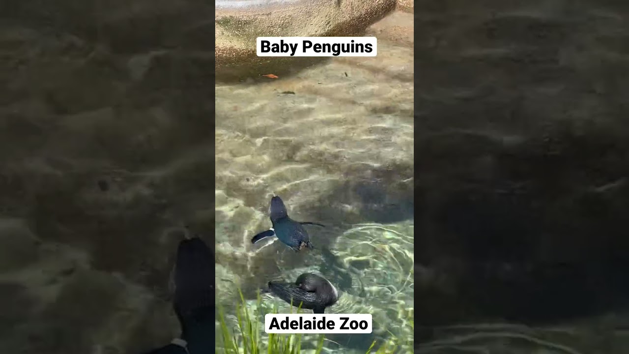 SeeHowItGoes: Baby Penguins | Adelaide Zoo - YouTube