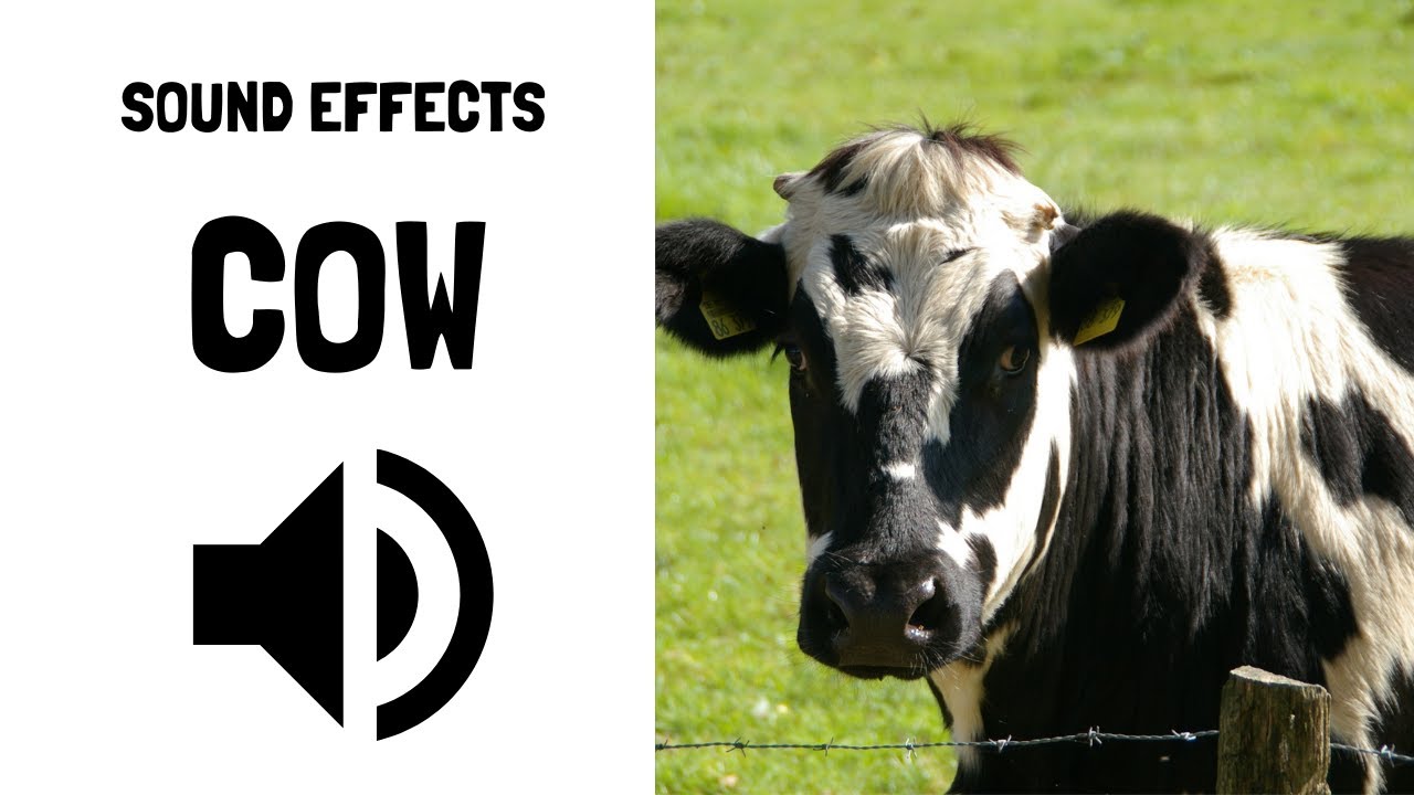 Cow Sound Effects No Copyright Music Free Download for Youtube - YouTube