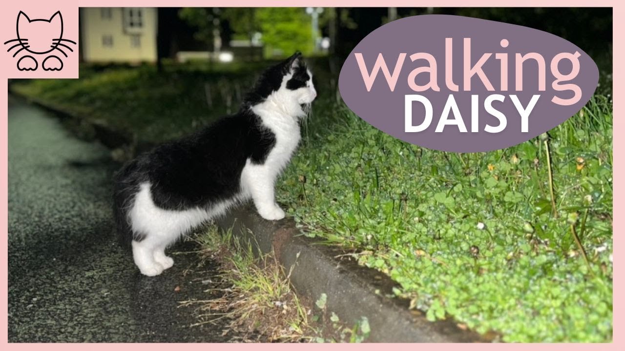 My cat Daisy loves her walks! - YouTube