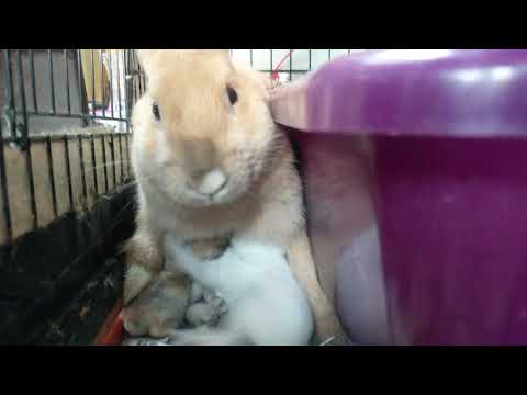 Mother Rabbit try to hide in the corner from her young kit's. Rabbit feeding her young