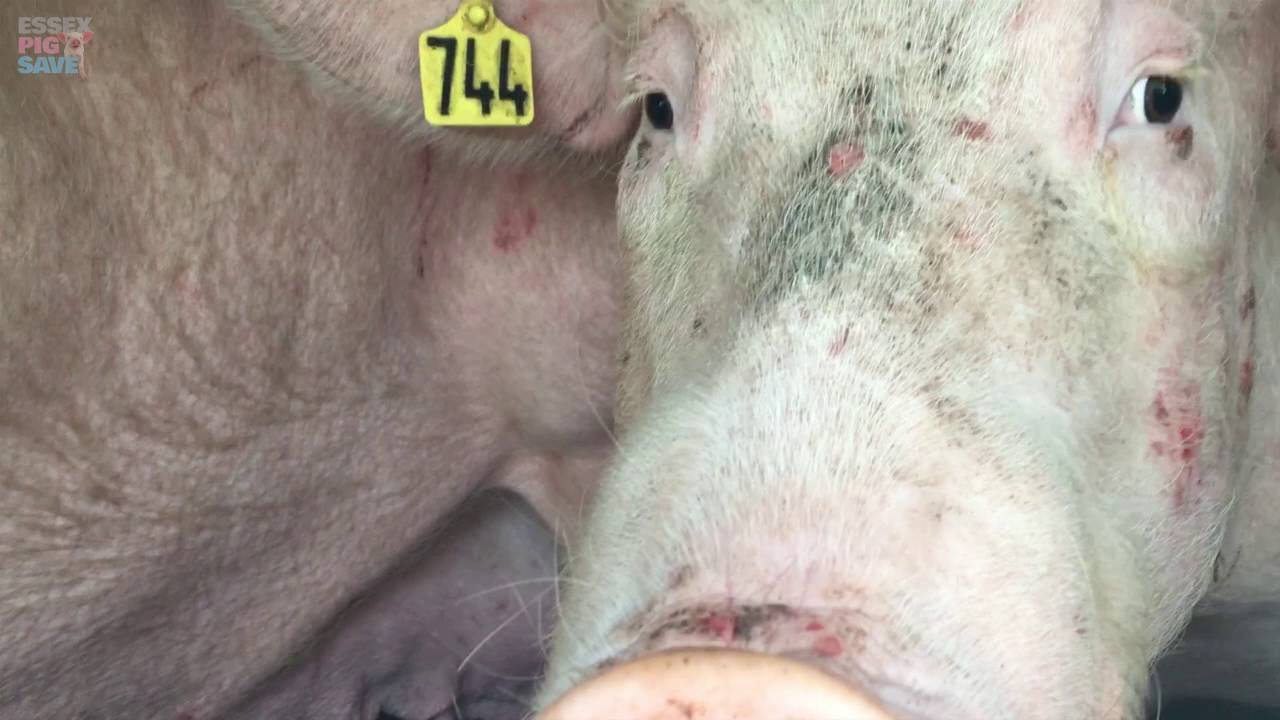 SCARED PIGS IN LIVESTOCK TRUCK - YouTube