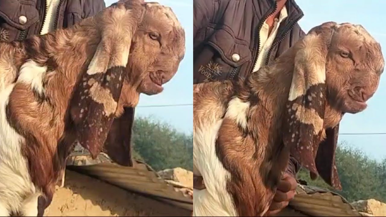 India's Goat village Rajasthan Bakra bazar Totapari Bakri baccha ...