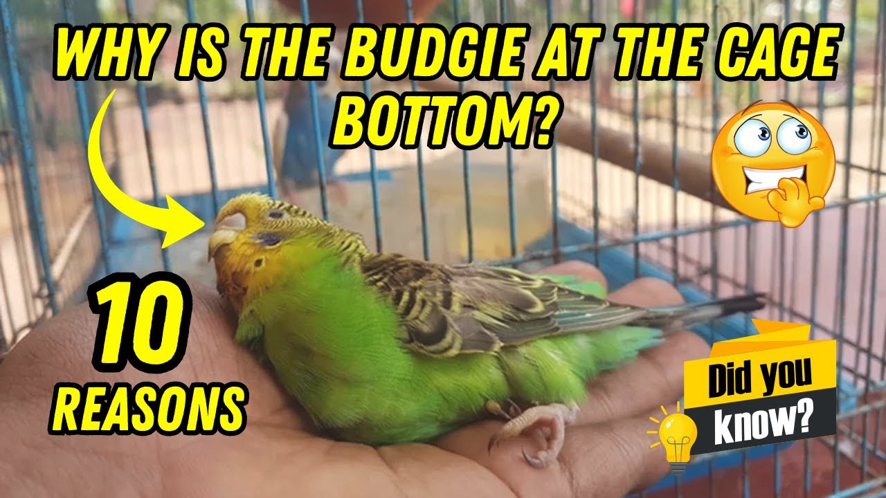 The Surprising Impact of Budgie at the Bottom of the Cage 🐦🔍 | Afaq ...