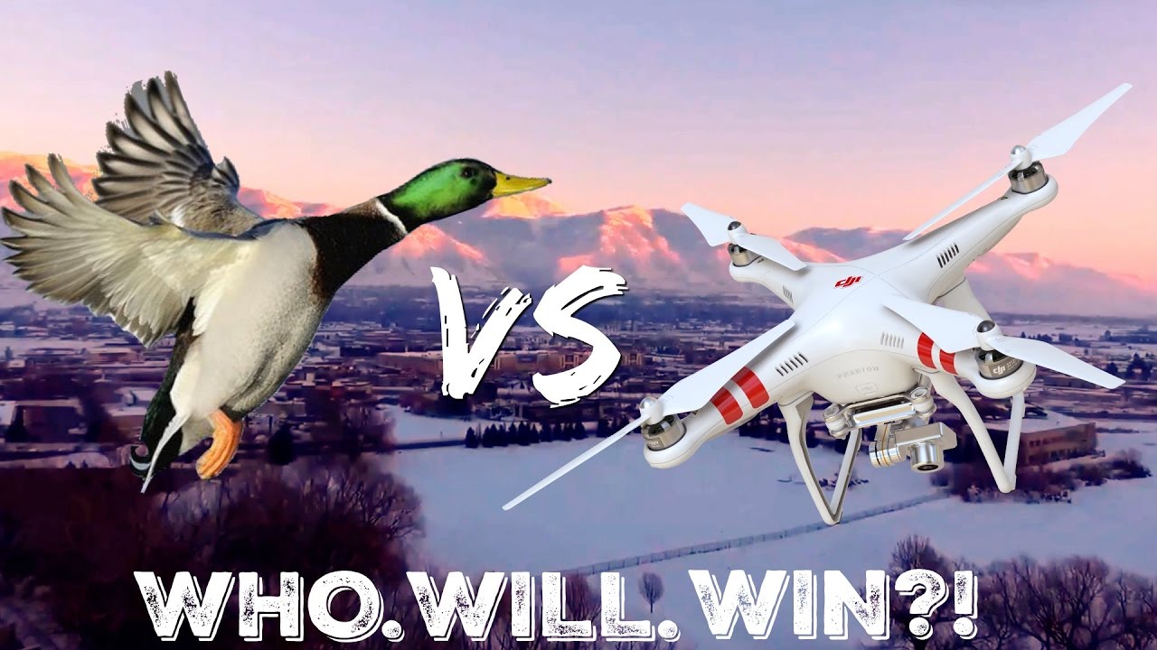 BIRDS ATTACK MY DRONE!! - YouTube