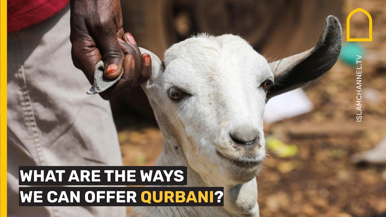 What are the ways we can offer Qurbani? - YouTube