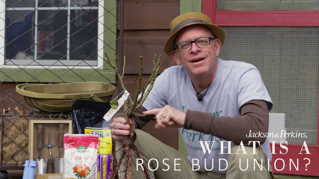 What is a Bud Union - YouTube