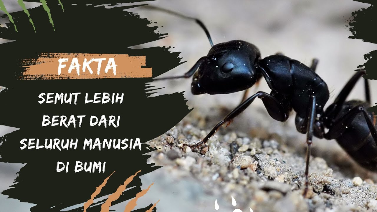Semut Lebih Berat dari Seluruh Manusia di Bumi | Fakta Menarik tentang ...