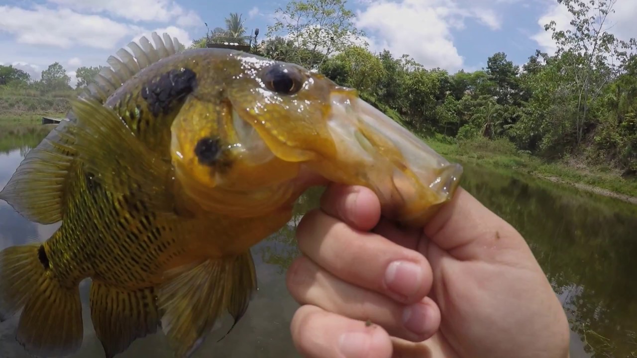 GoPro Fishing: Tucunaré - YouTube