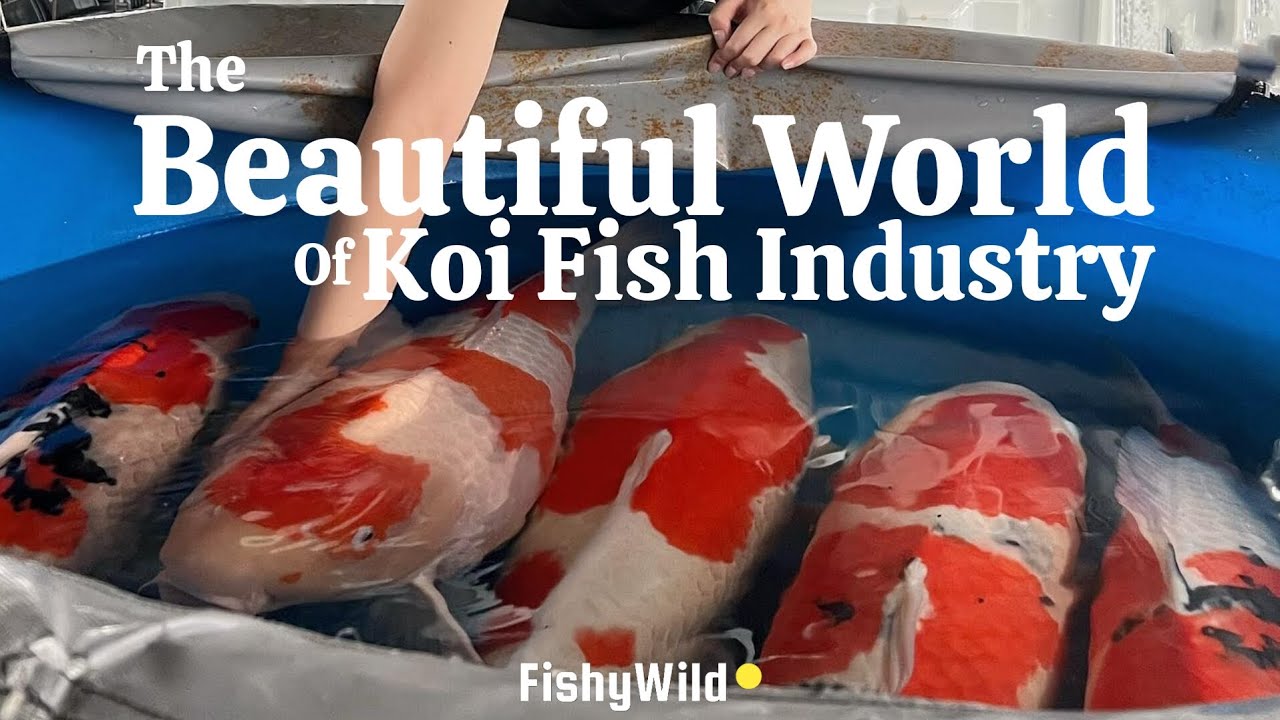 The Beautiful World Of Koi Industry - YouTube