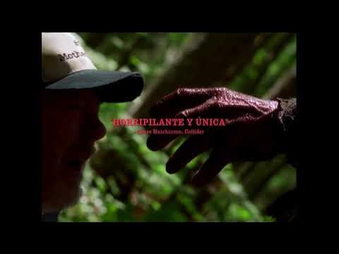 TERROR en el parque ¿Qué se esconde entre los árboles? - YouTube