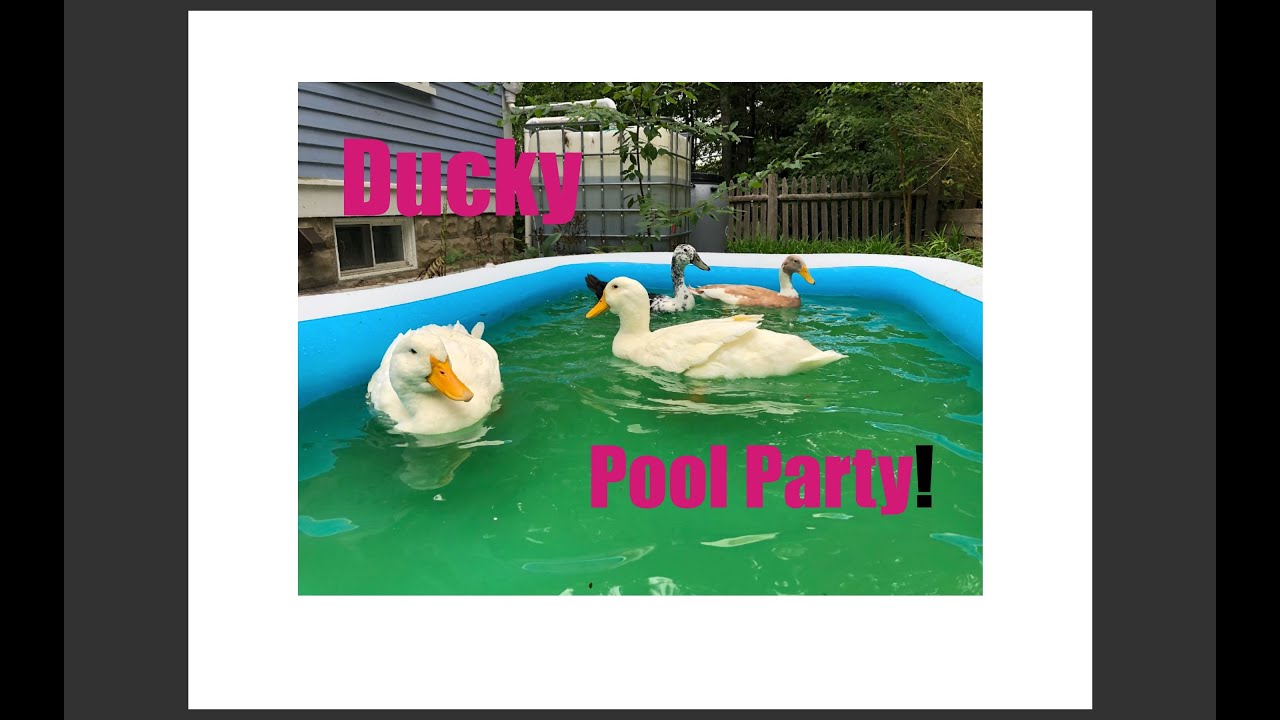 Ducky Pool Party! - YouTube