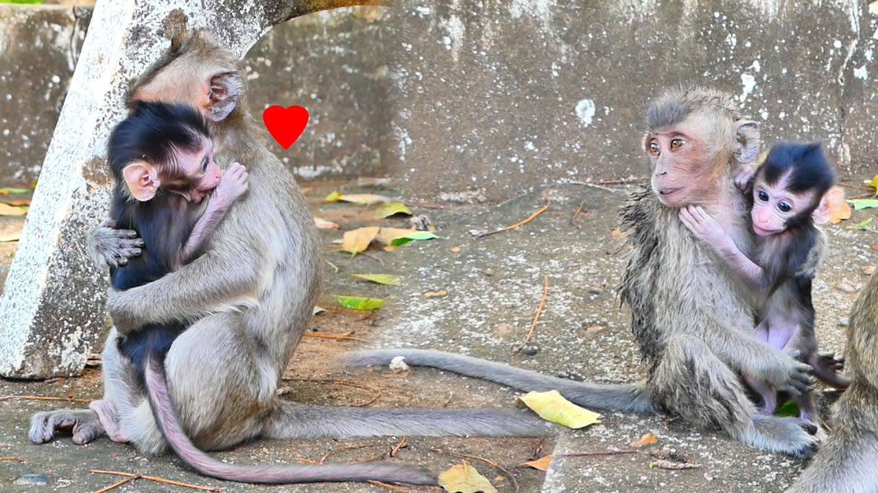 Wow look so adorable When two monkeys hug baby monkey Rambo. - YouTube