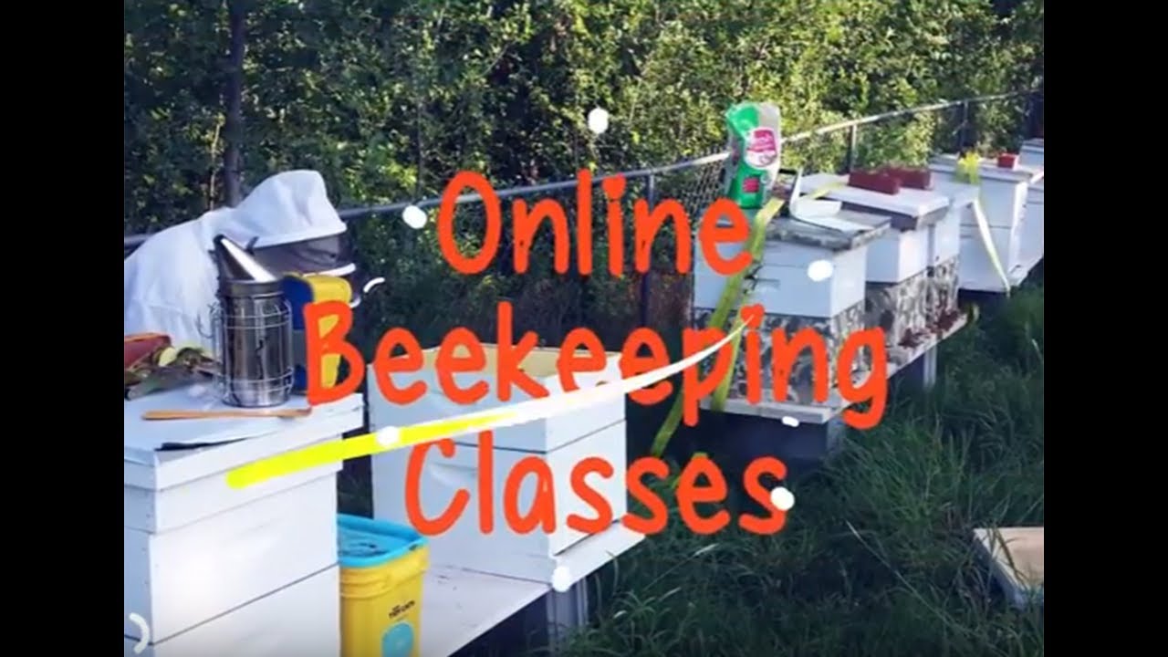 Beginner Beekeeping 101 Class - Online - Lifetime Access - 20% Off ...