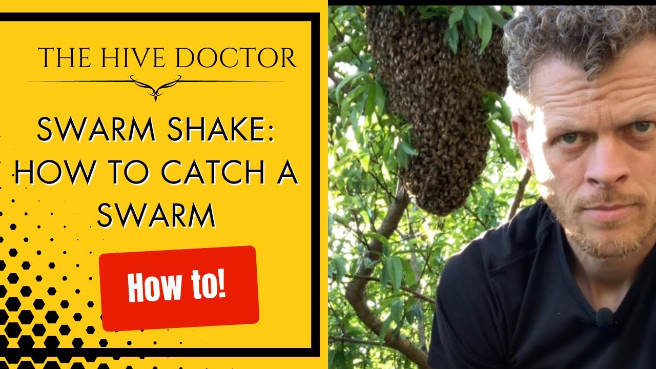 Swarm Shake//How to Catch a Swarm//How to Shake a Swarm//Catching a ...