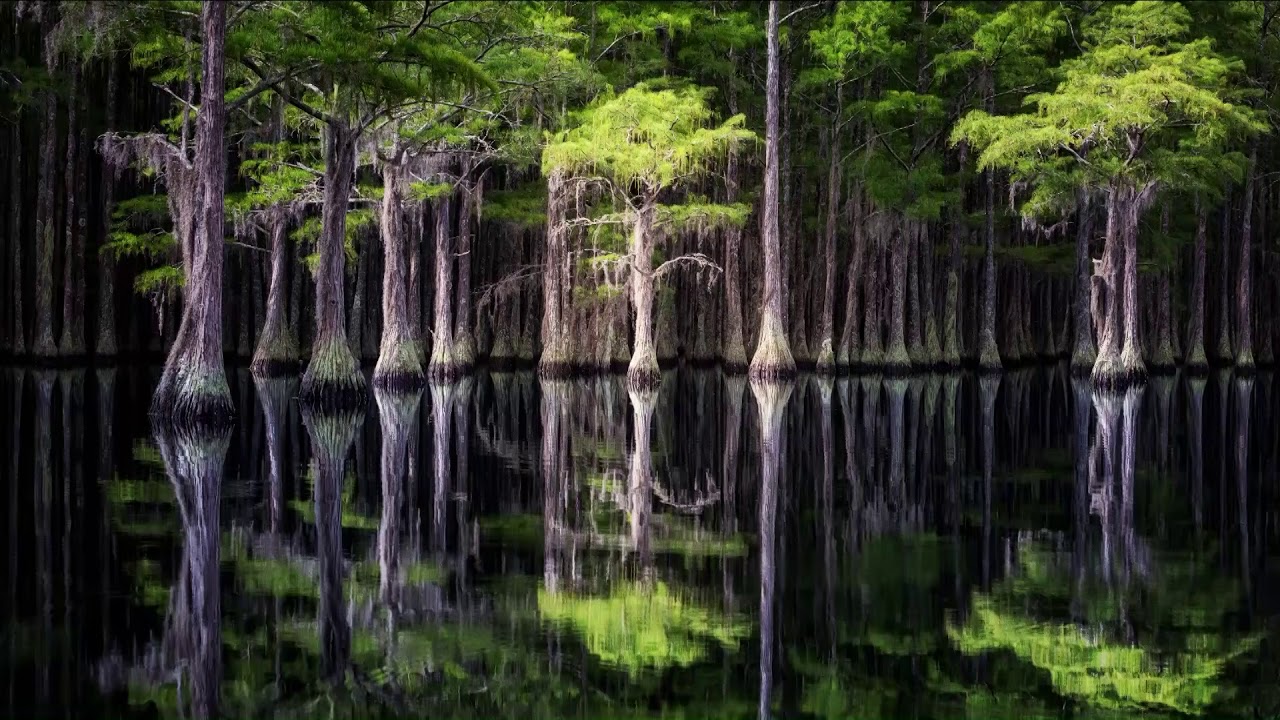 "Cypress Swamps Magic" photo-workshop - YouTube