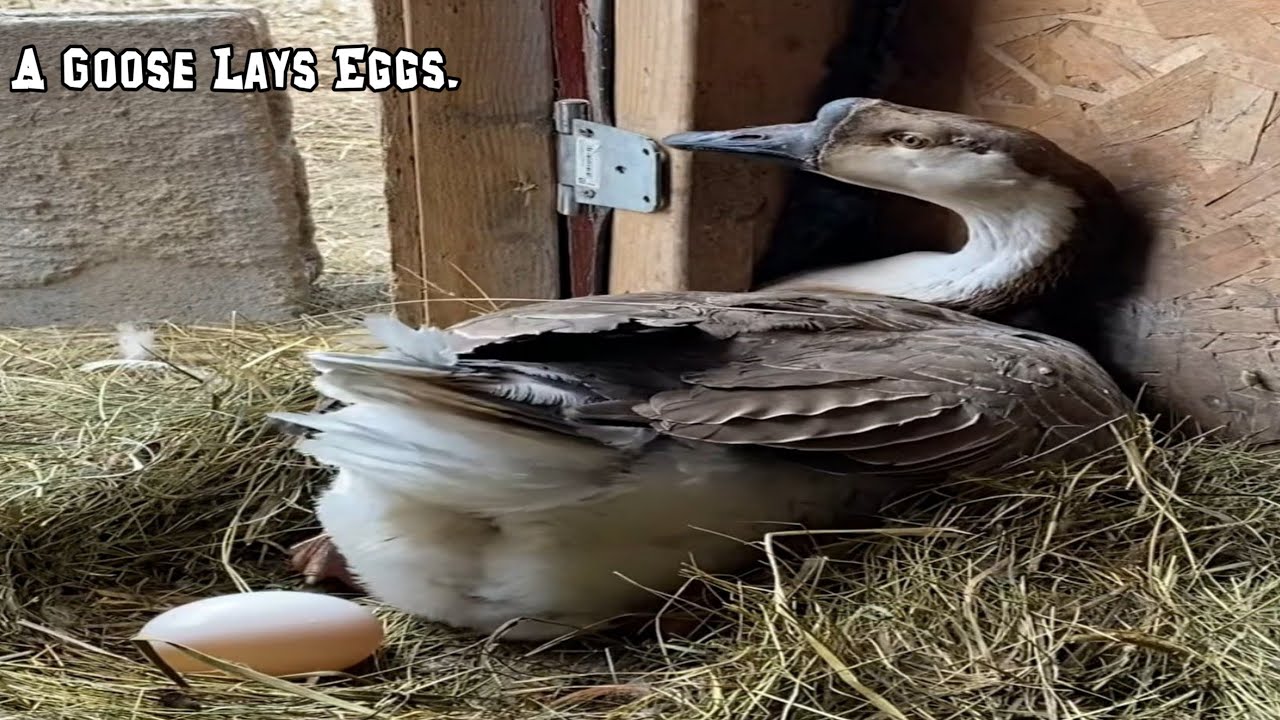 A Goose Lays Eggs#babyanimal #breastfeeding #goosemeat#goosesound # ...