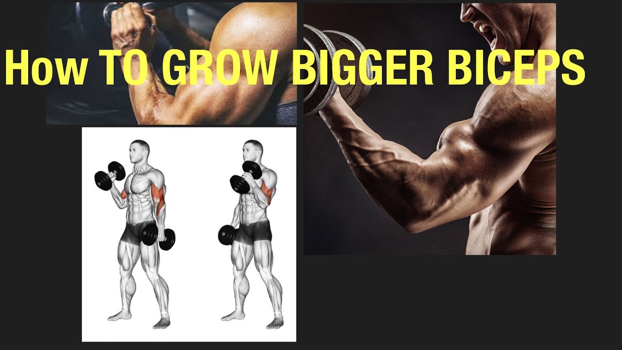 Biceps workout at Gym | Biceps workout | Biceps pump - YouTube