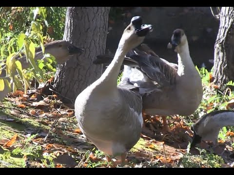 Loud but useful: The Chinese Water Goose - YouTube