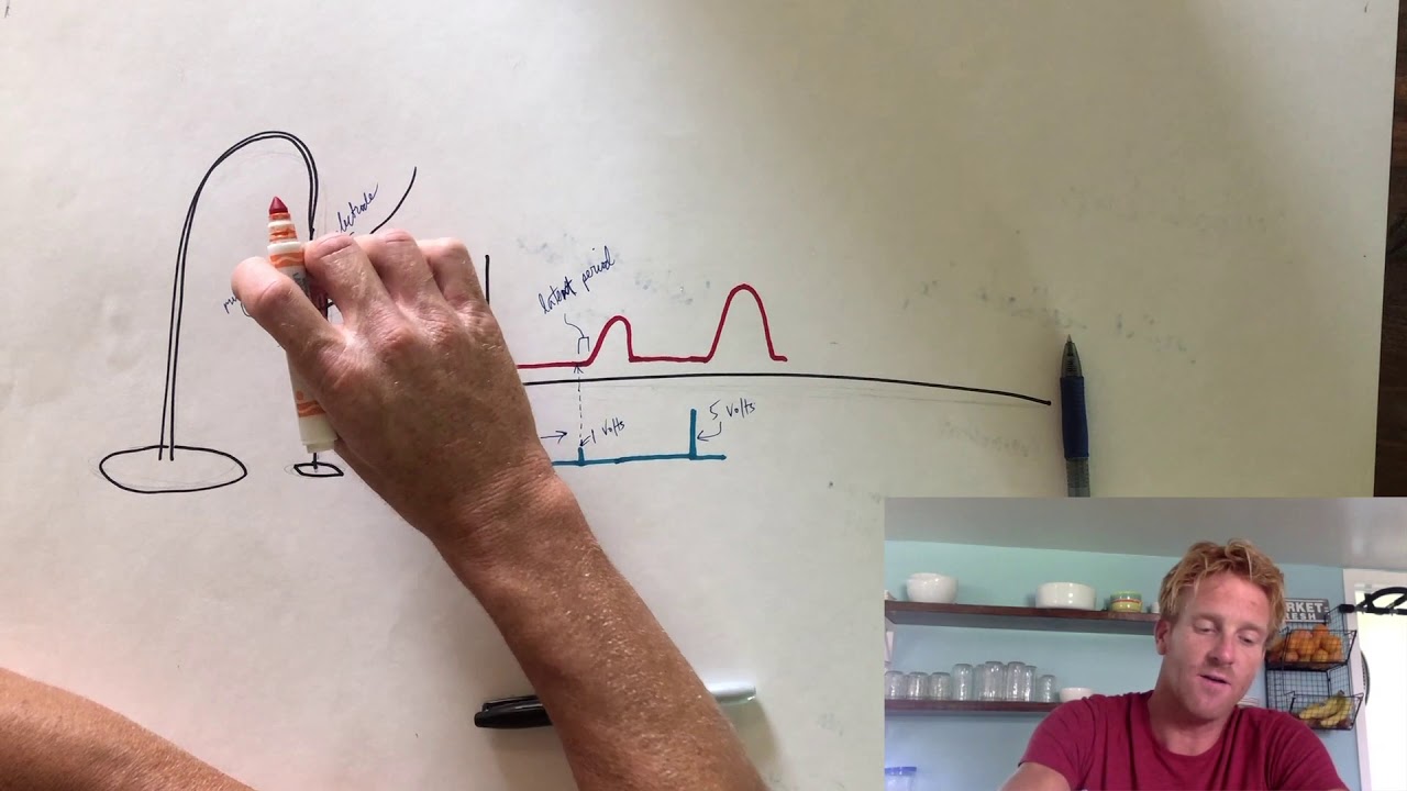 The force of muscle contraction - YouTube