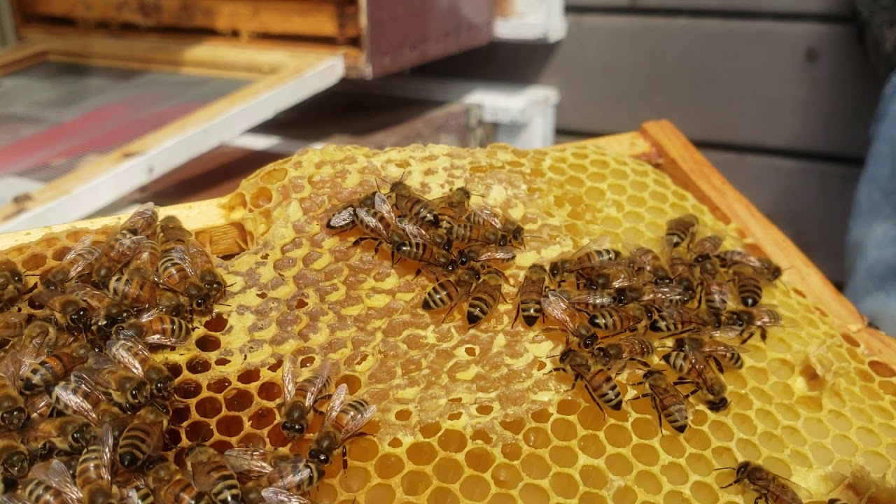 Inbred Russian Honey Bees - YouTube