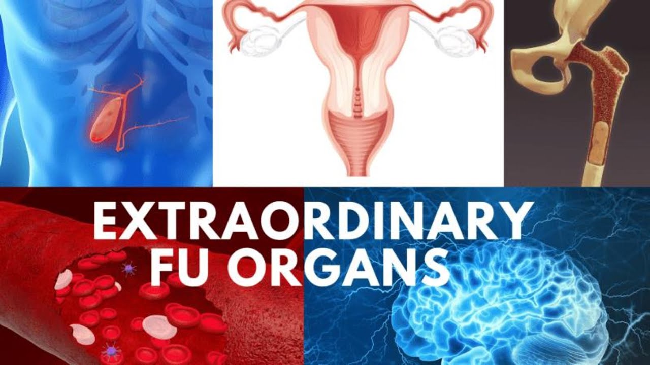 TCM FOUNDATIONS REVIEW 10: Extraordinary Fu Organs - YouTube