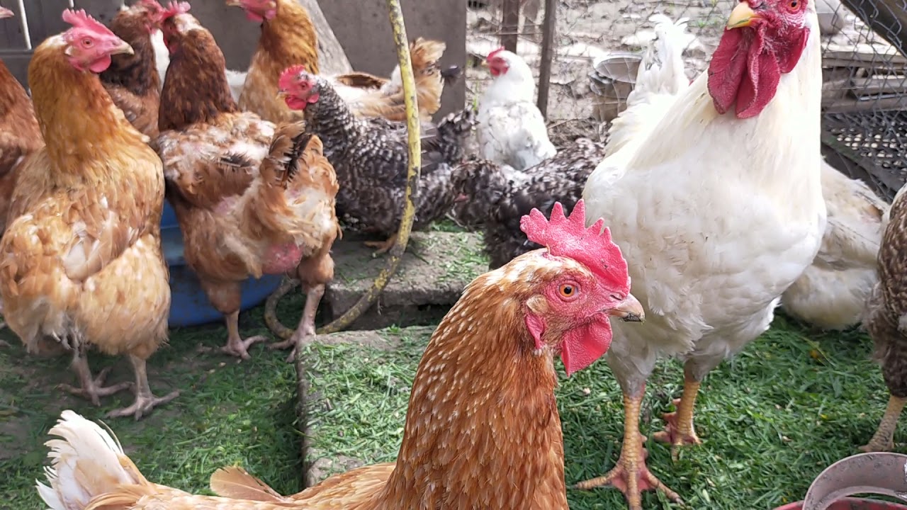 3 cocosi canta cucurigu iar gainile mananca - 3 roosters sing cucurigu ...