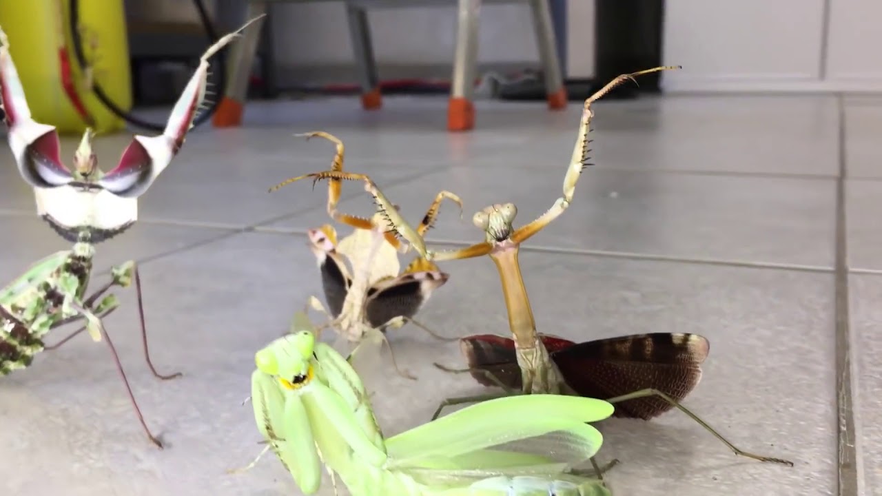 Aggressive Mantis hold finger - YouTube