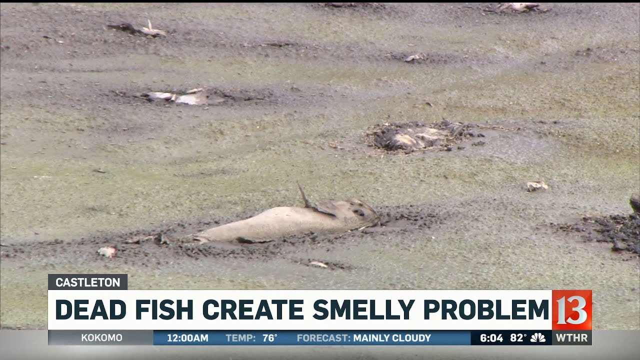 Dead fish create smelly problem - YouTube