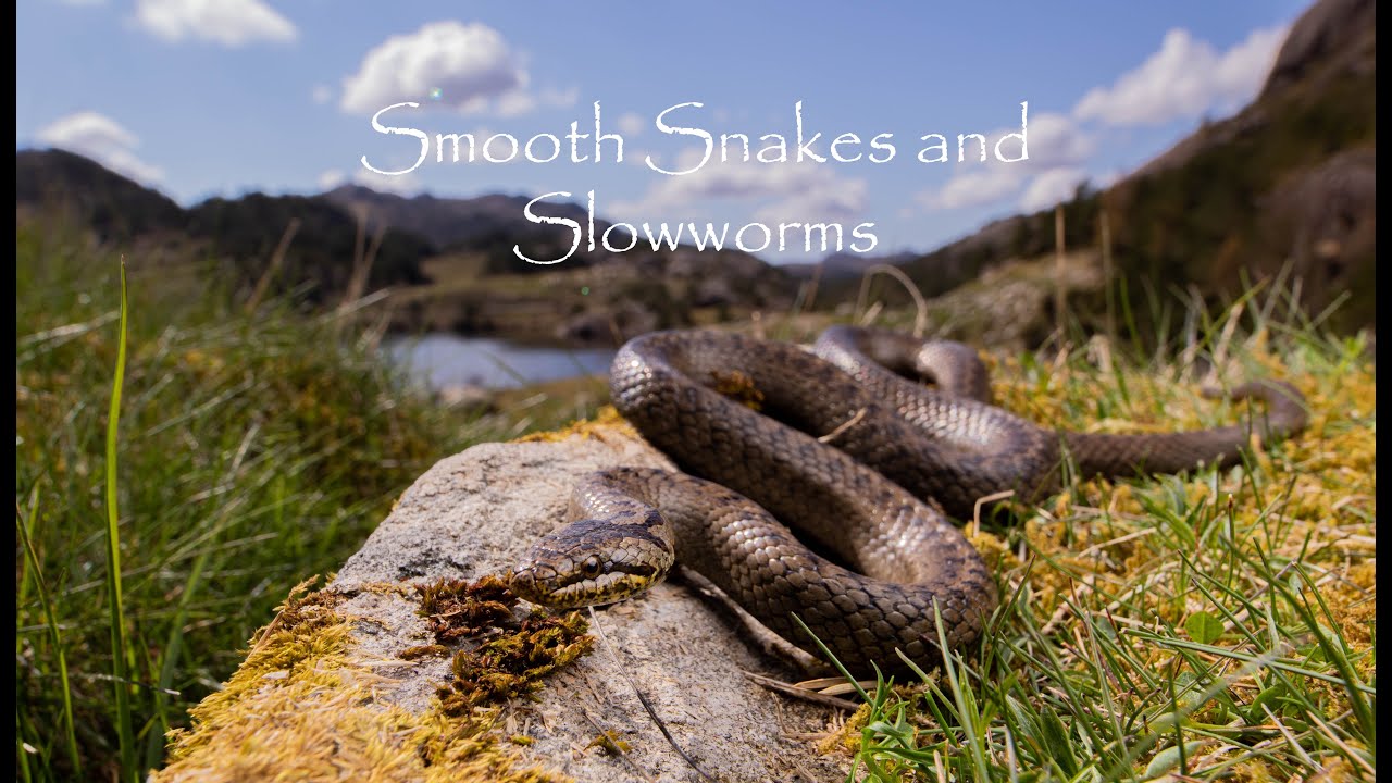 SMOOTH SNAKES and SLOWWORMS, completing the Norwegian Reptile list ...