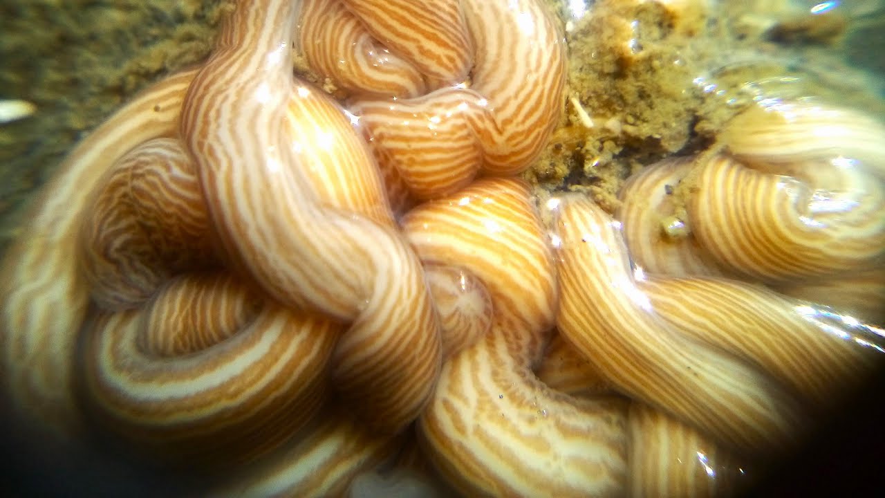 Facts: Ribbon Worms (Nemertea) - YouTube